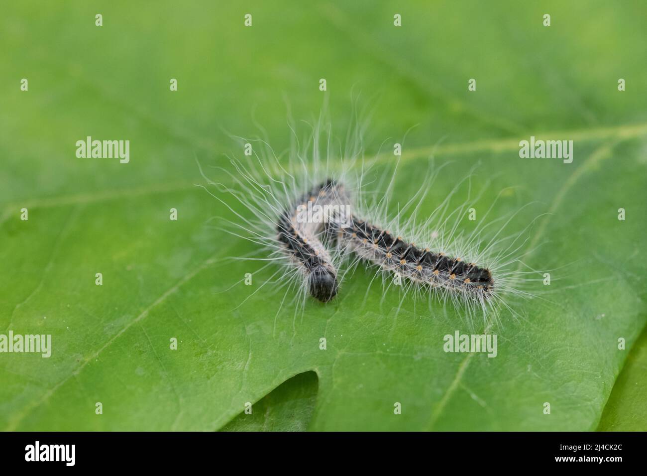 Oak processionary moth (Thaumetopoea processionea), two caterpillars ...