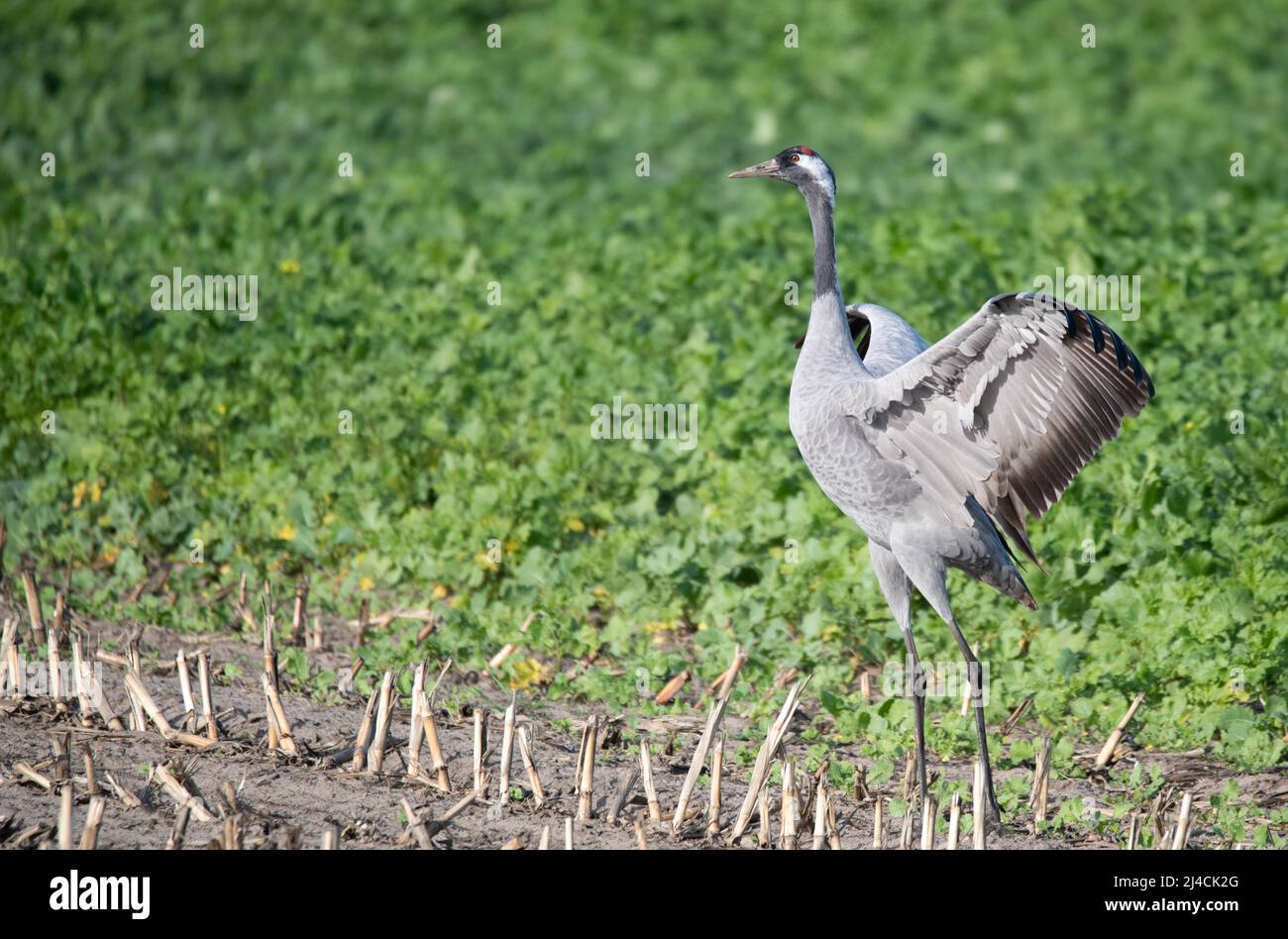 Crane landing hi-res stock photography and images - Alamy