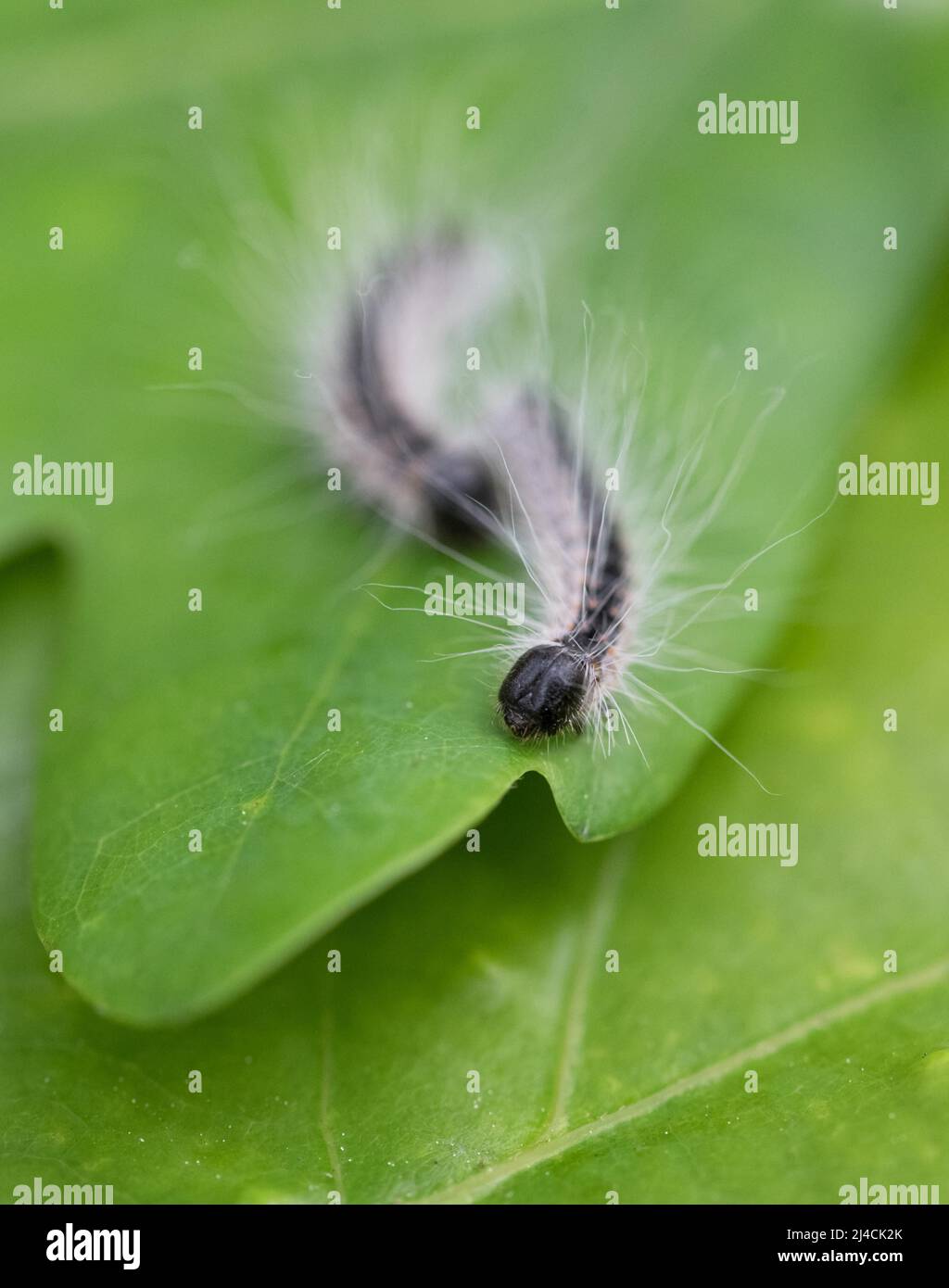 Oak processionary moth (Thaumetopoea processionea), two caterpillars ...