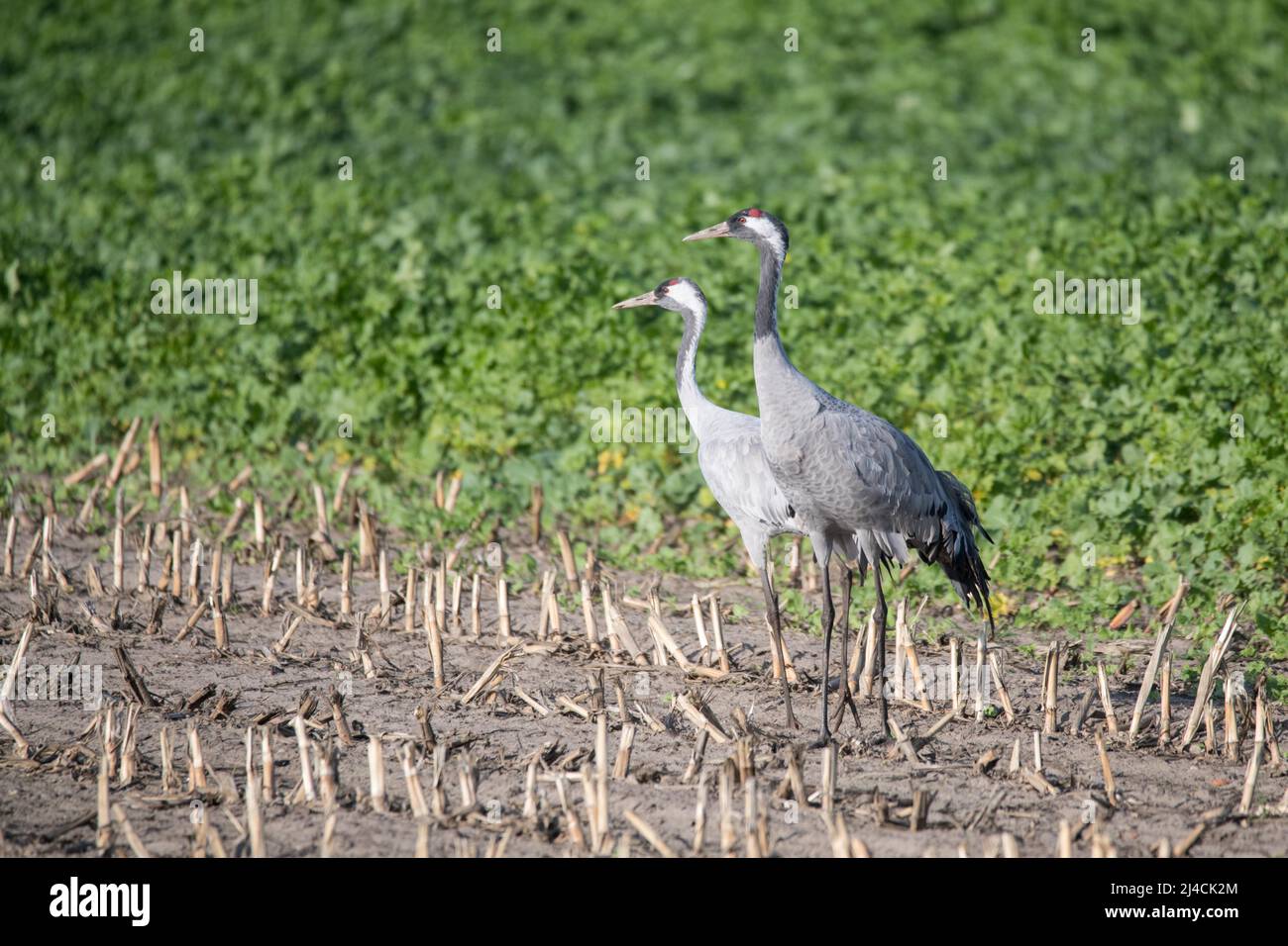 Common crane (Grus grus), two animals standing on a harvested field in ...