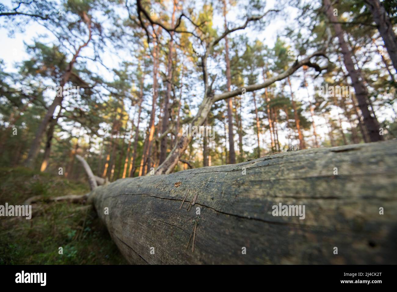 Lying deadwood in the National Park, nesting place for countless ...