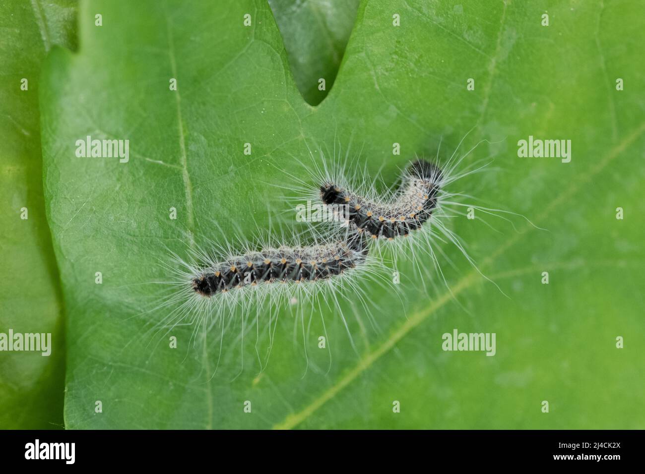 Oak processionary moth (Thaumetopoea processionea), two caterpillars ...