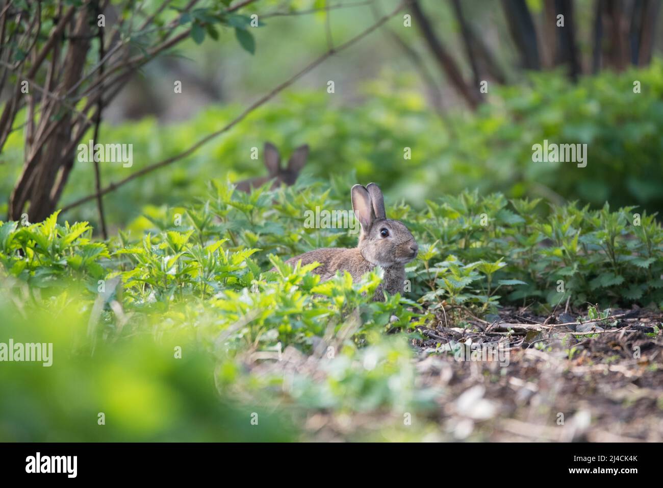 European rabbit (Oryctolagus cuniculus), two animals searching for food ...