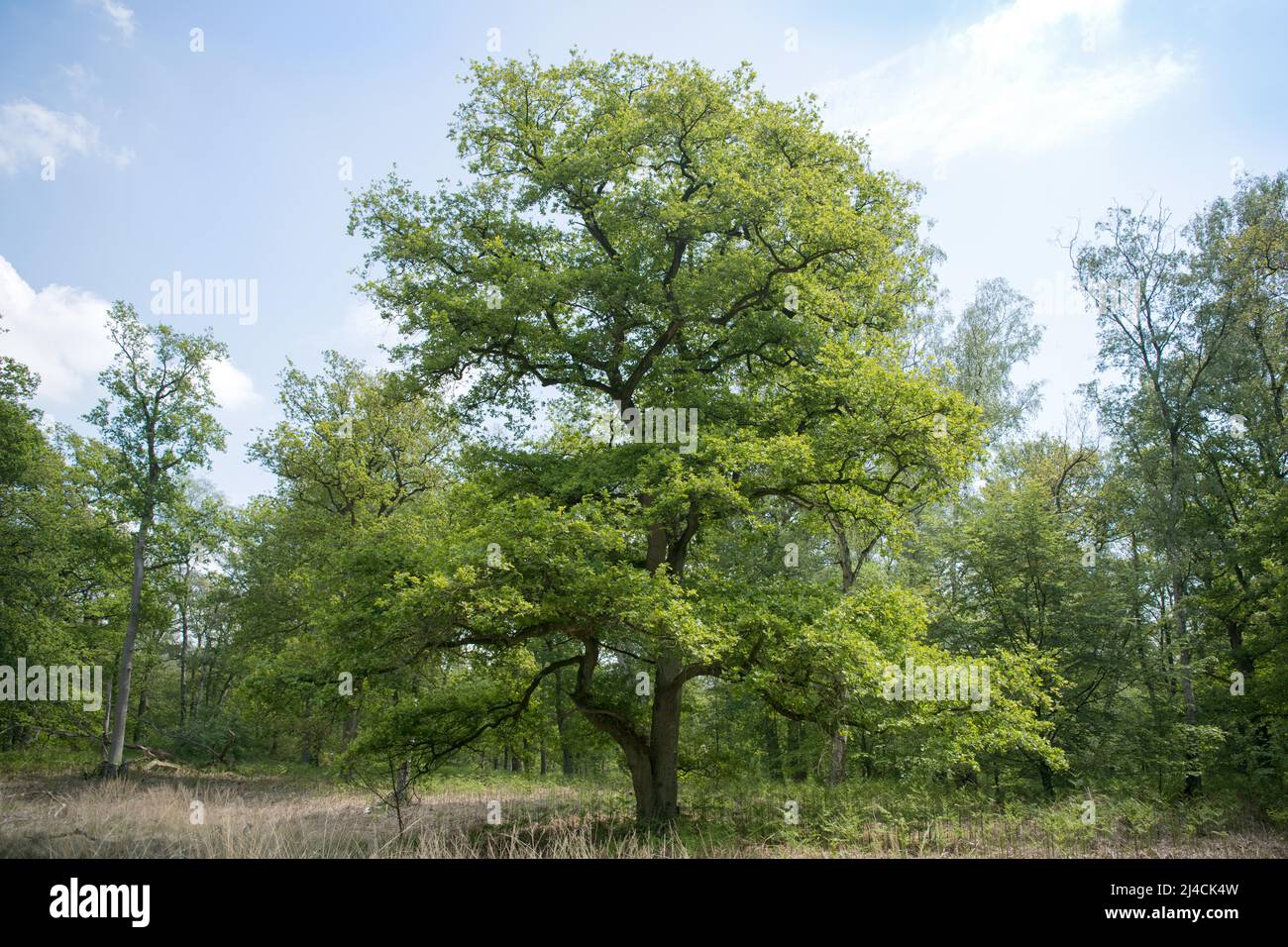 Beautiful oak tree in hi-res stock photography and images - Alamy