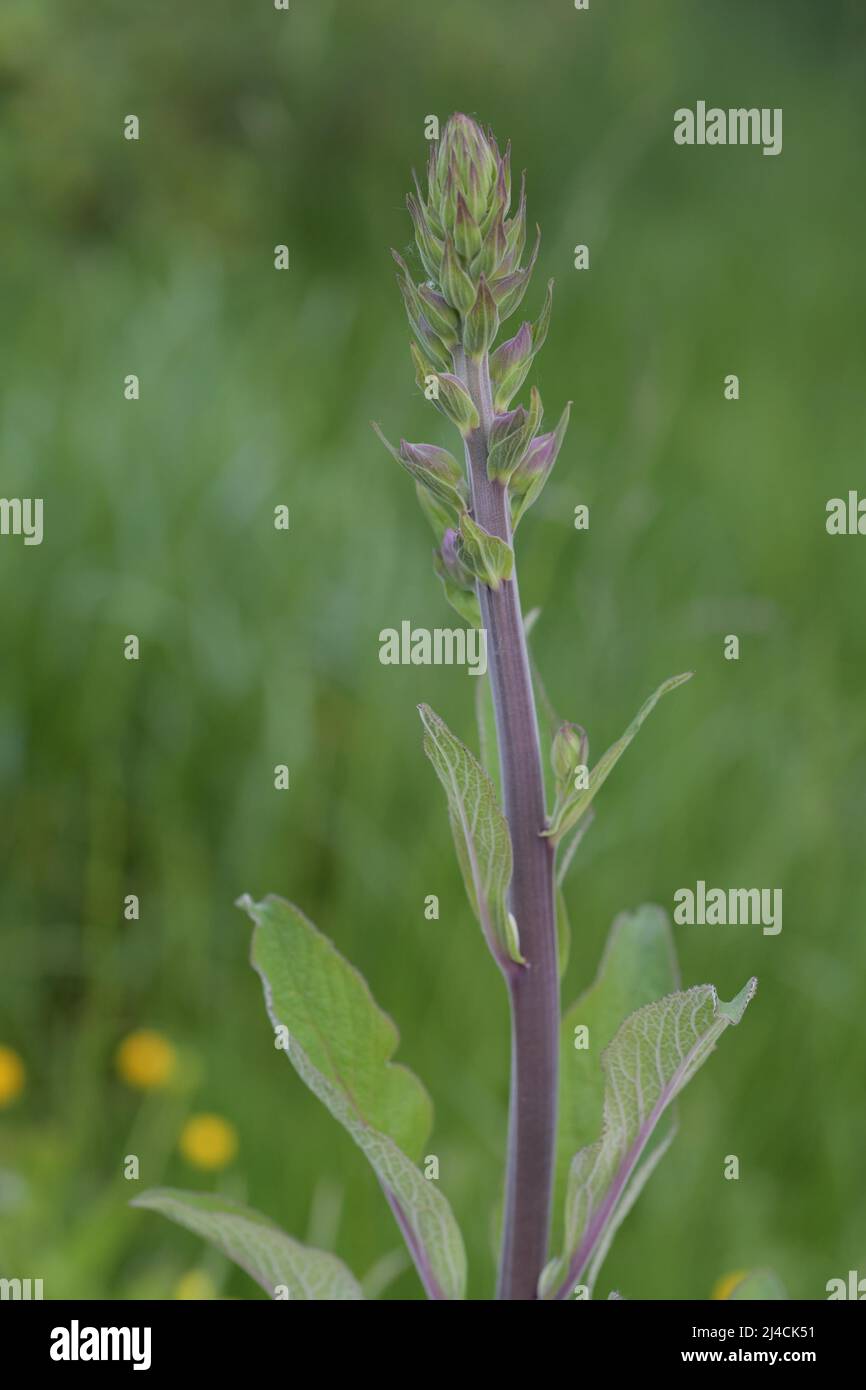 Foxglove (Digitalis), young plant with many buds standing in the garden ...