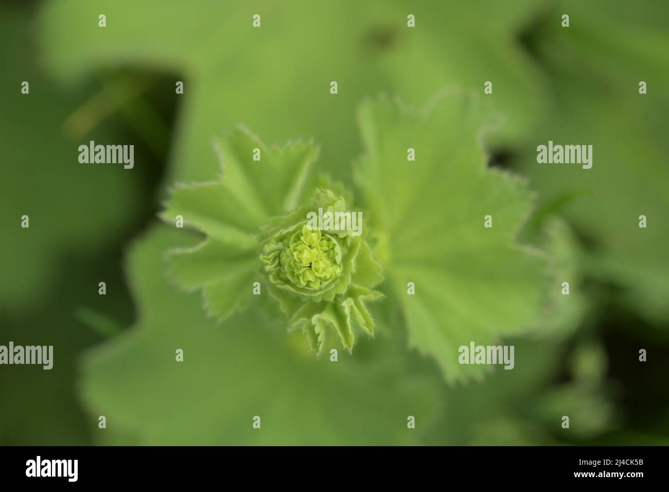Lady's mantle (Alchemilla), standing in the garden bud from above ...