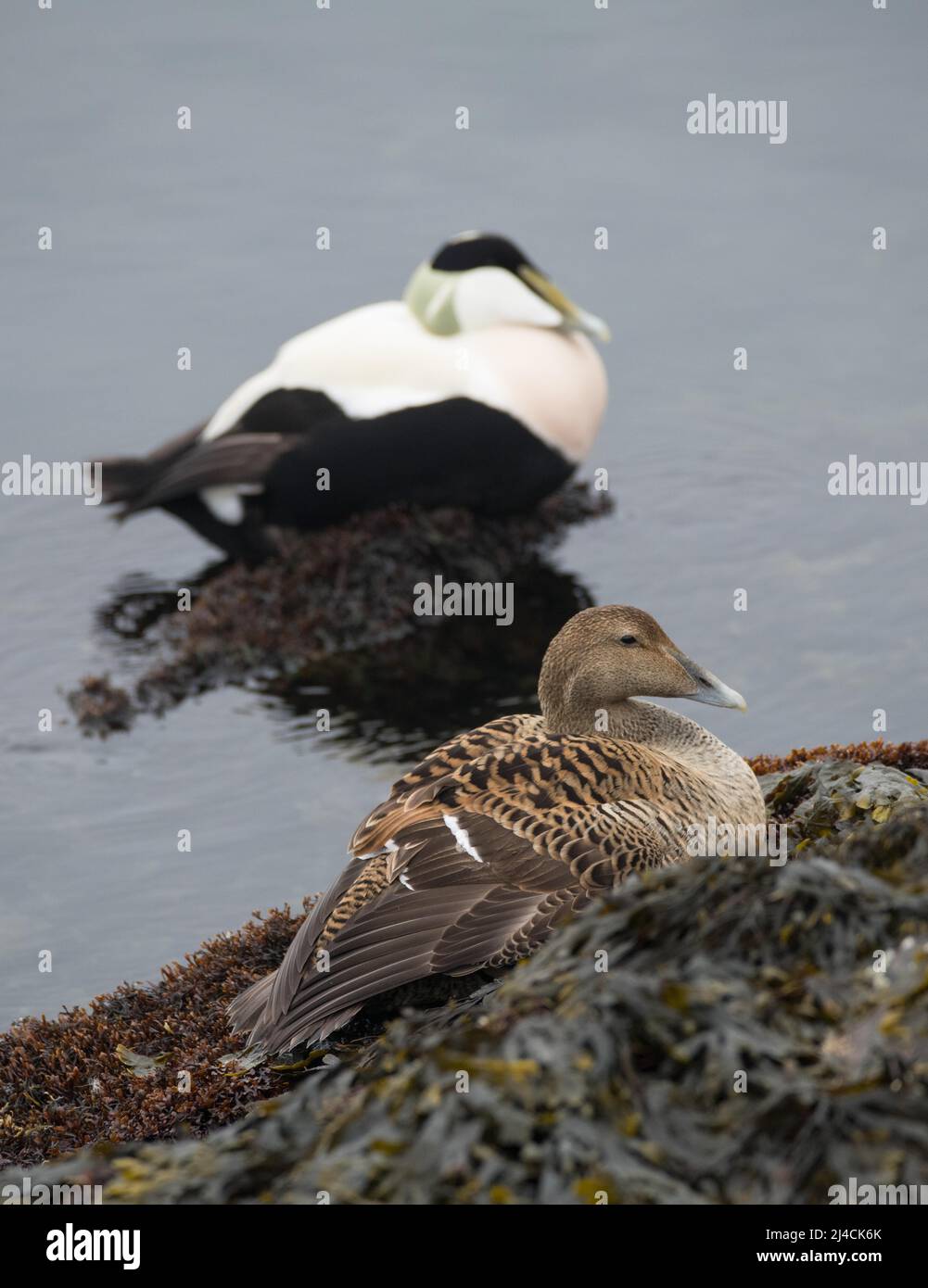 Common eider (Somateria mollissima), male resting and watching in close ...