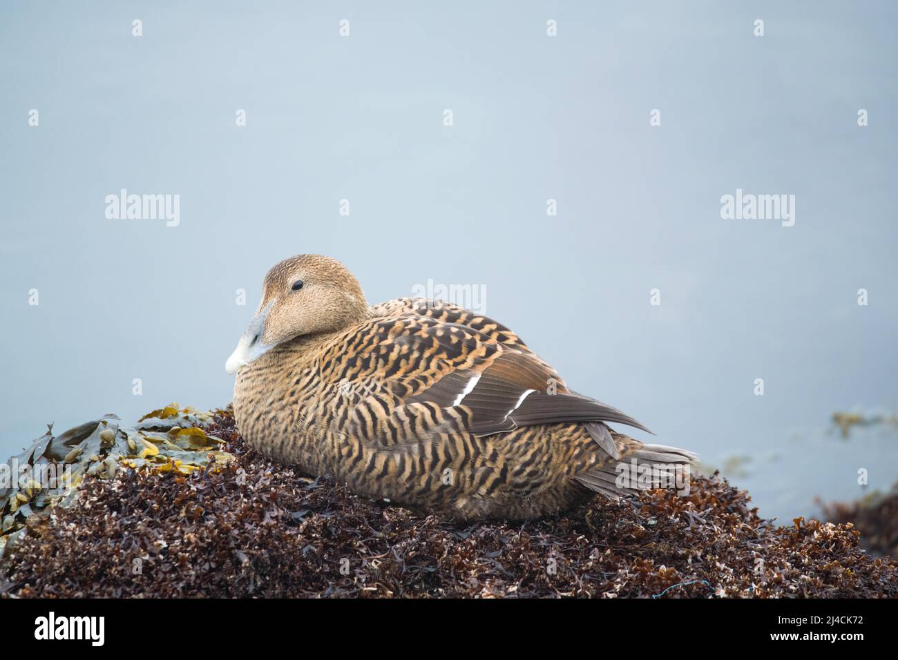 Common eider (Somateria mollissima), female sitting on nest and ...