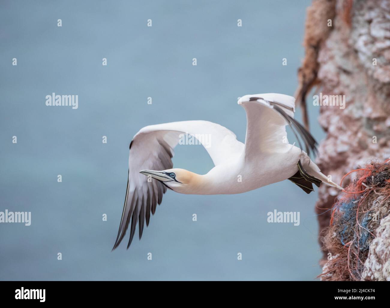 Northern northern gannet (Morus bassanus), taking off from the nesting ...