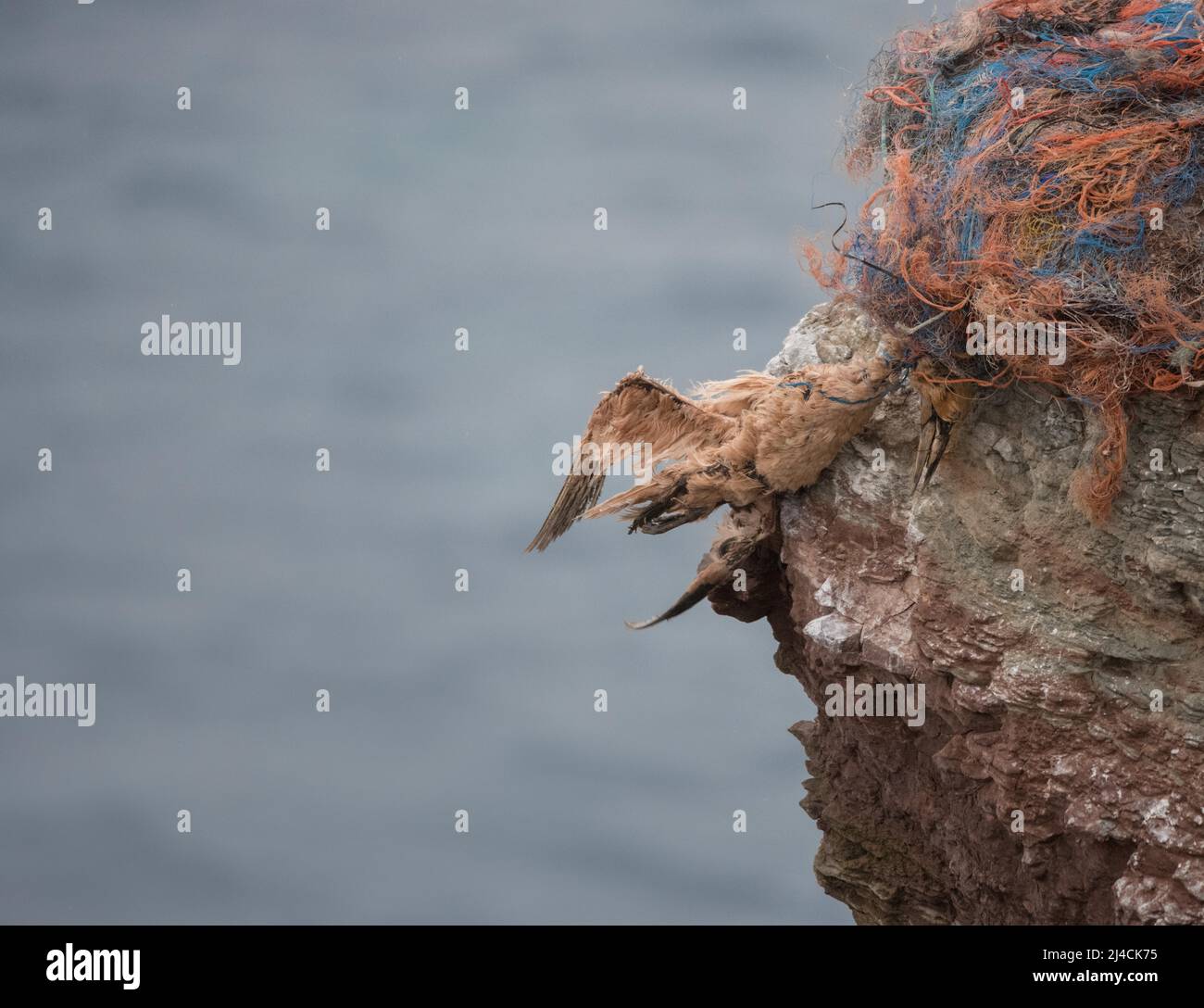 Northern gannet (Morus bassanus), bird hanging dead from fishing nets ...