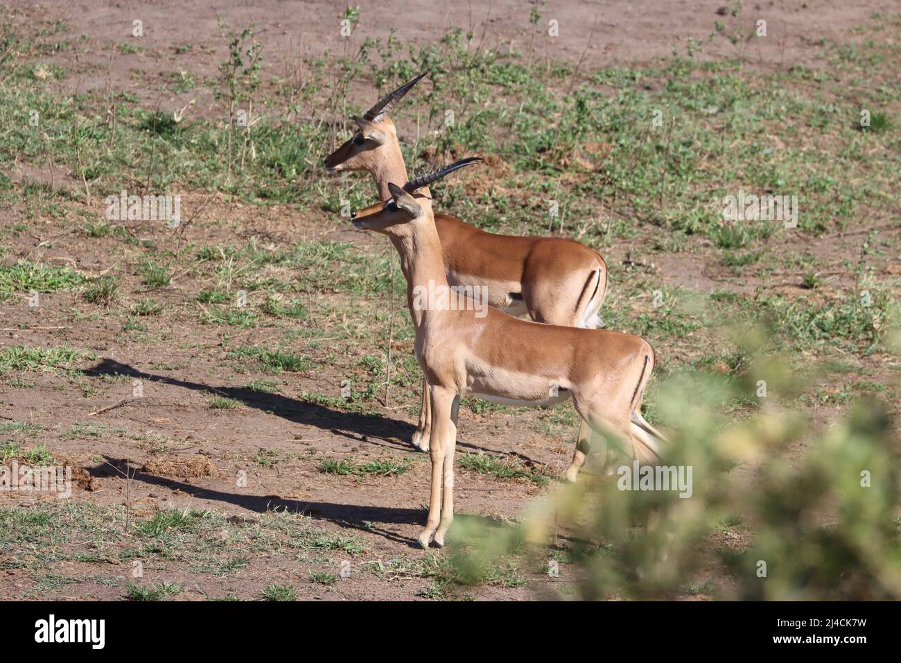 Antelope game drive hi-res stock photography and images - Alamy