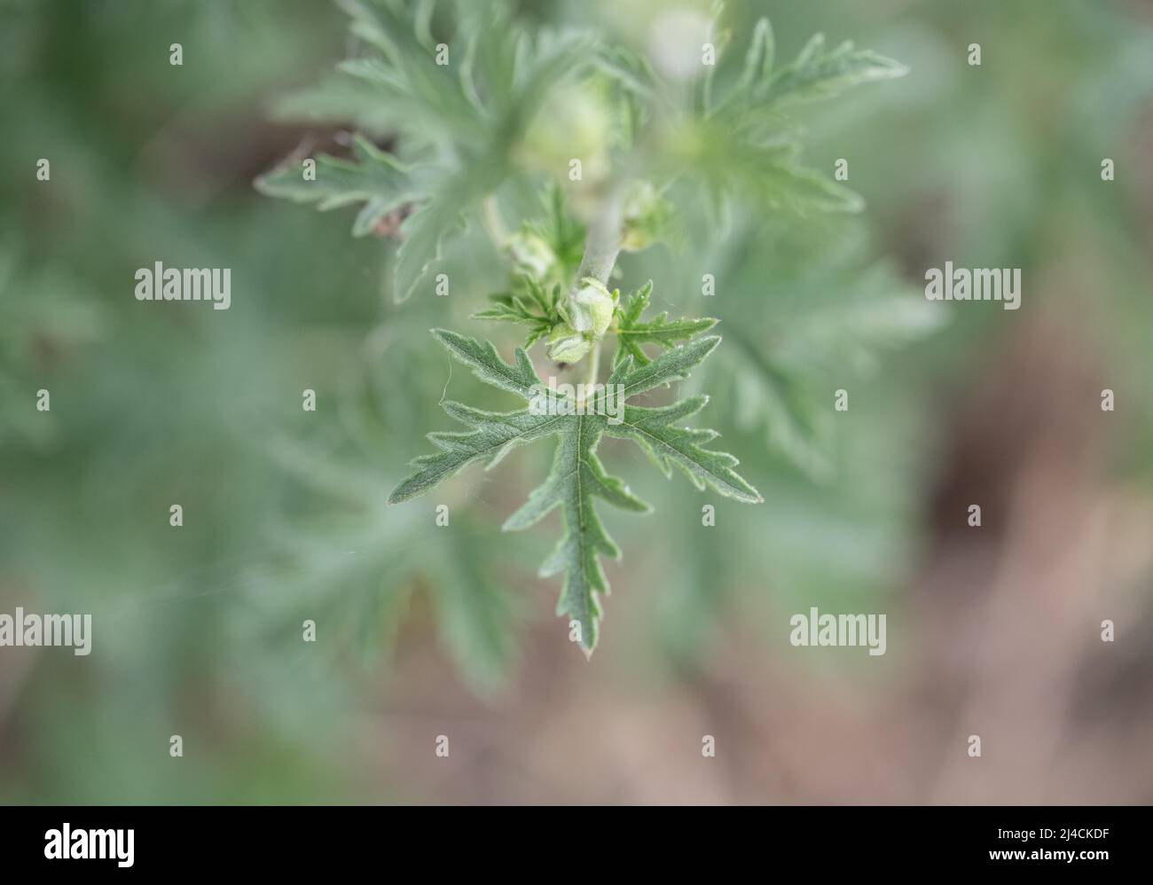 Greater musk-mallow (Malva alcea), detail of leaf, Germany Stock Photo ...