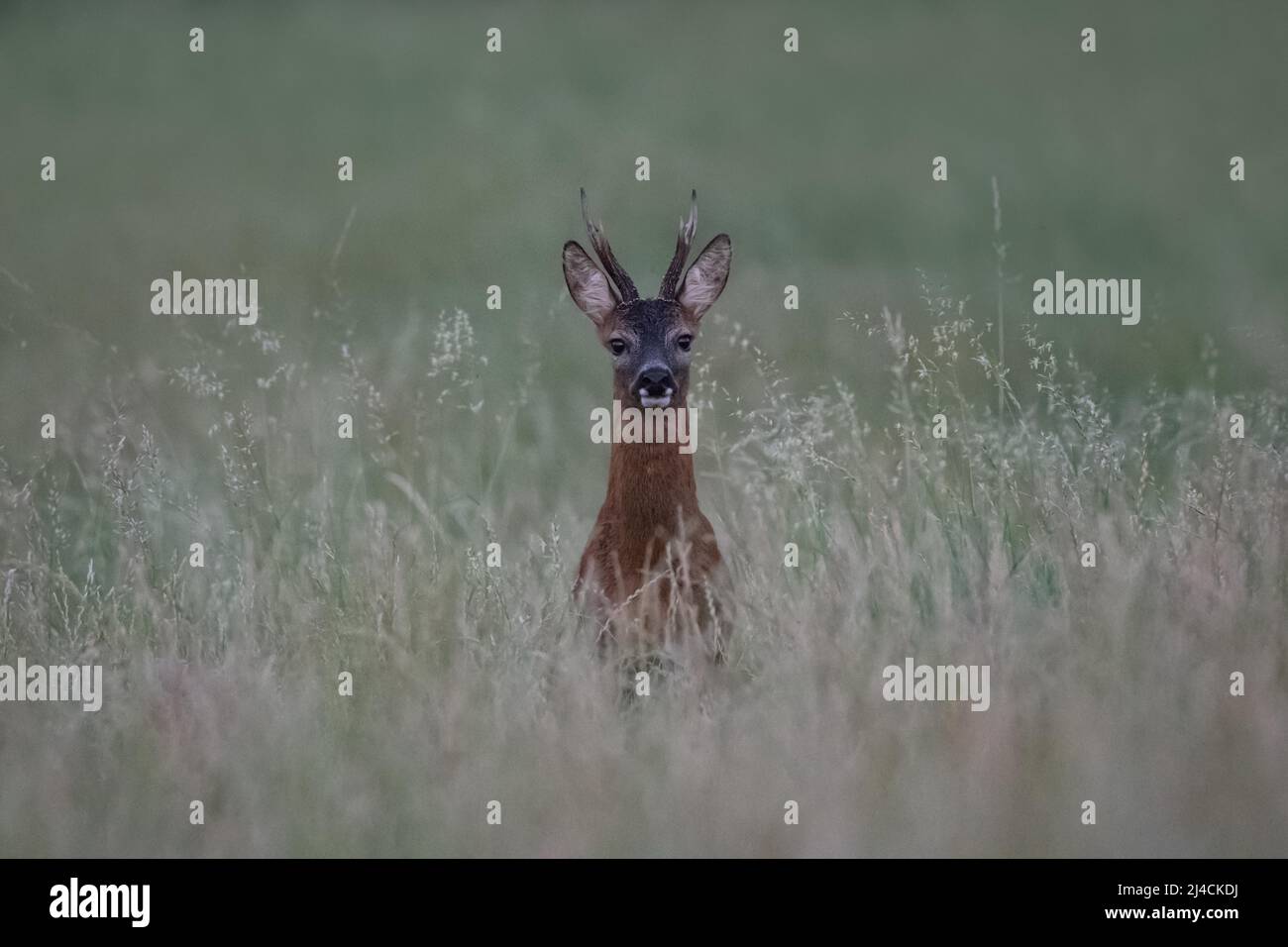 European roe deer (Capreolus capreolus), buck in high meadow at forest ...