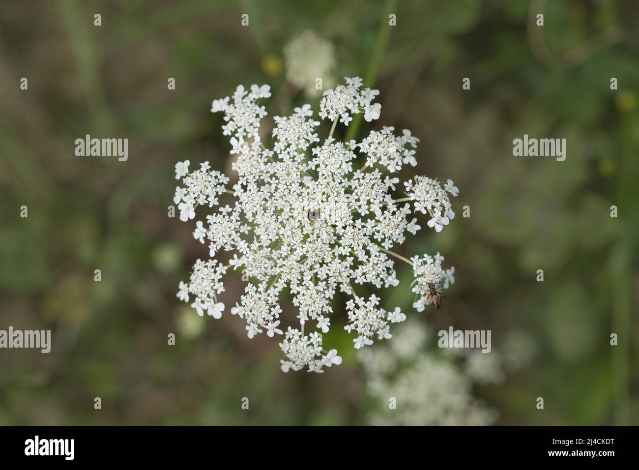 Wild carrot (Daucus carota), is in the insect-friendly natural garden ...
