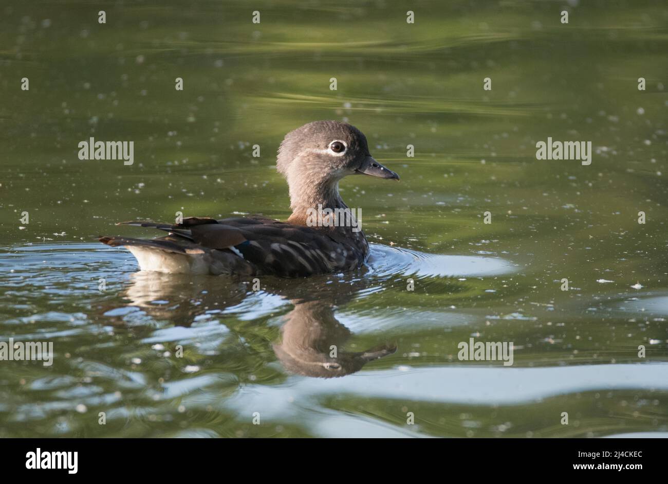 Mandarin duck (Aix galericulata), female swimming and reflecting in the ...