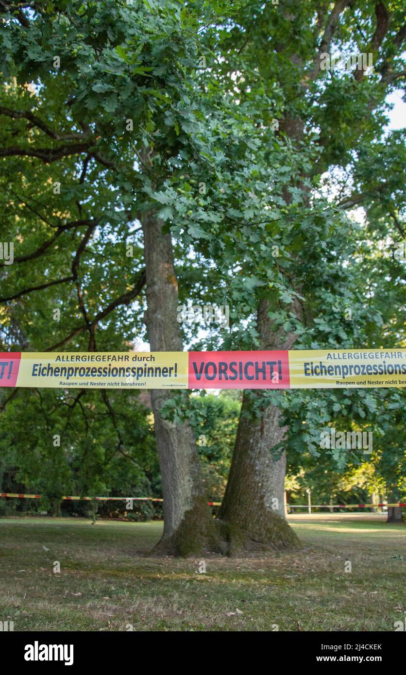 Oak processionary moth (Thaumetopoea processionea), barrier tape around ...