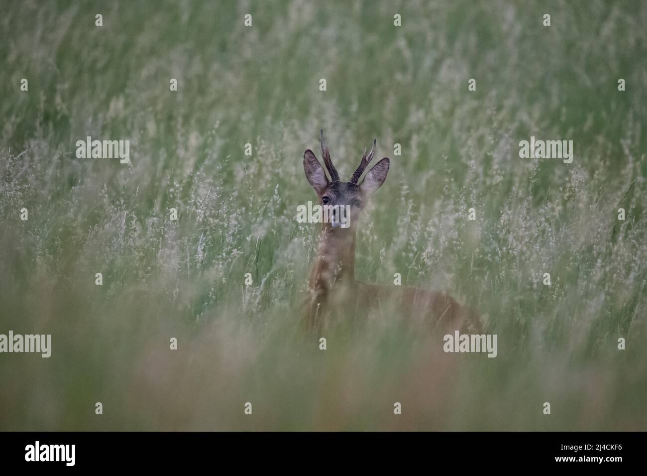 European roe deer (Capreolus capreolus), buck in high meadow at forest ...