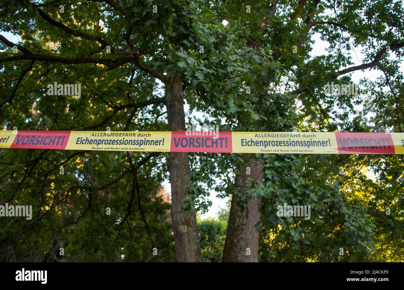 Oak processionary moth (Thaumetopoea processionea), barrier tape around ...