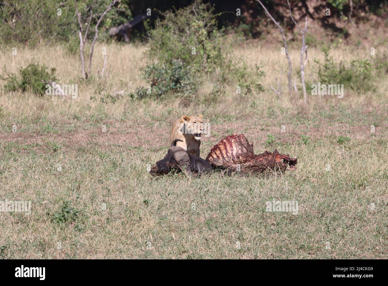 Lion with carcass hi-res stock photography and images - Alamy
