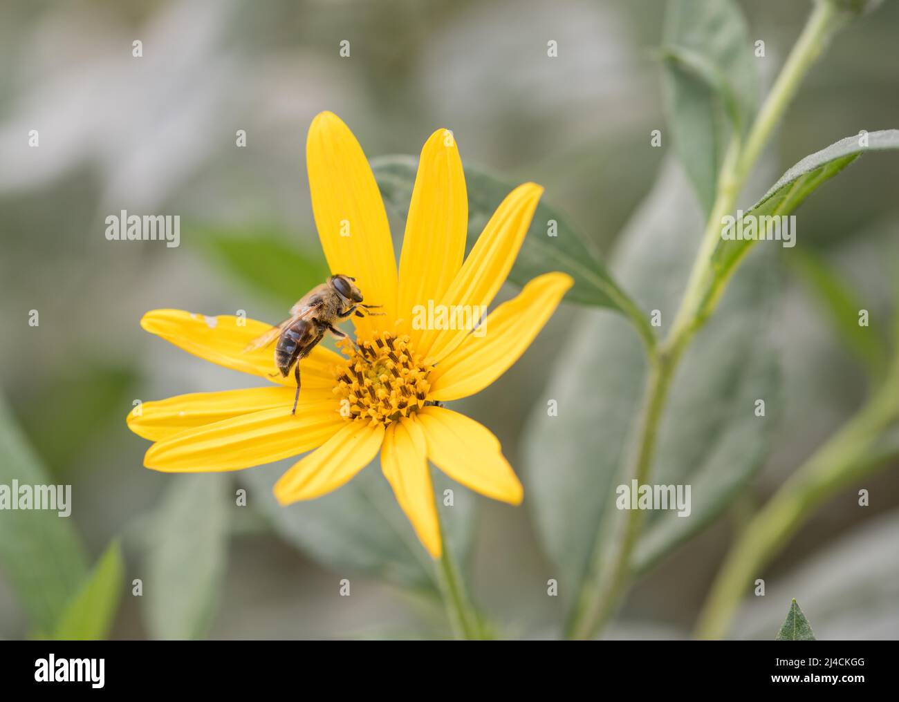 Jerusalem artichoke (Helianthus tuberosus), hoverfly sitting on flower ...