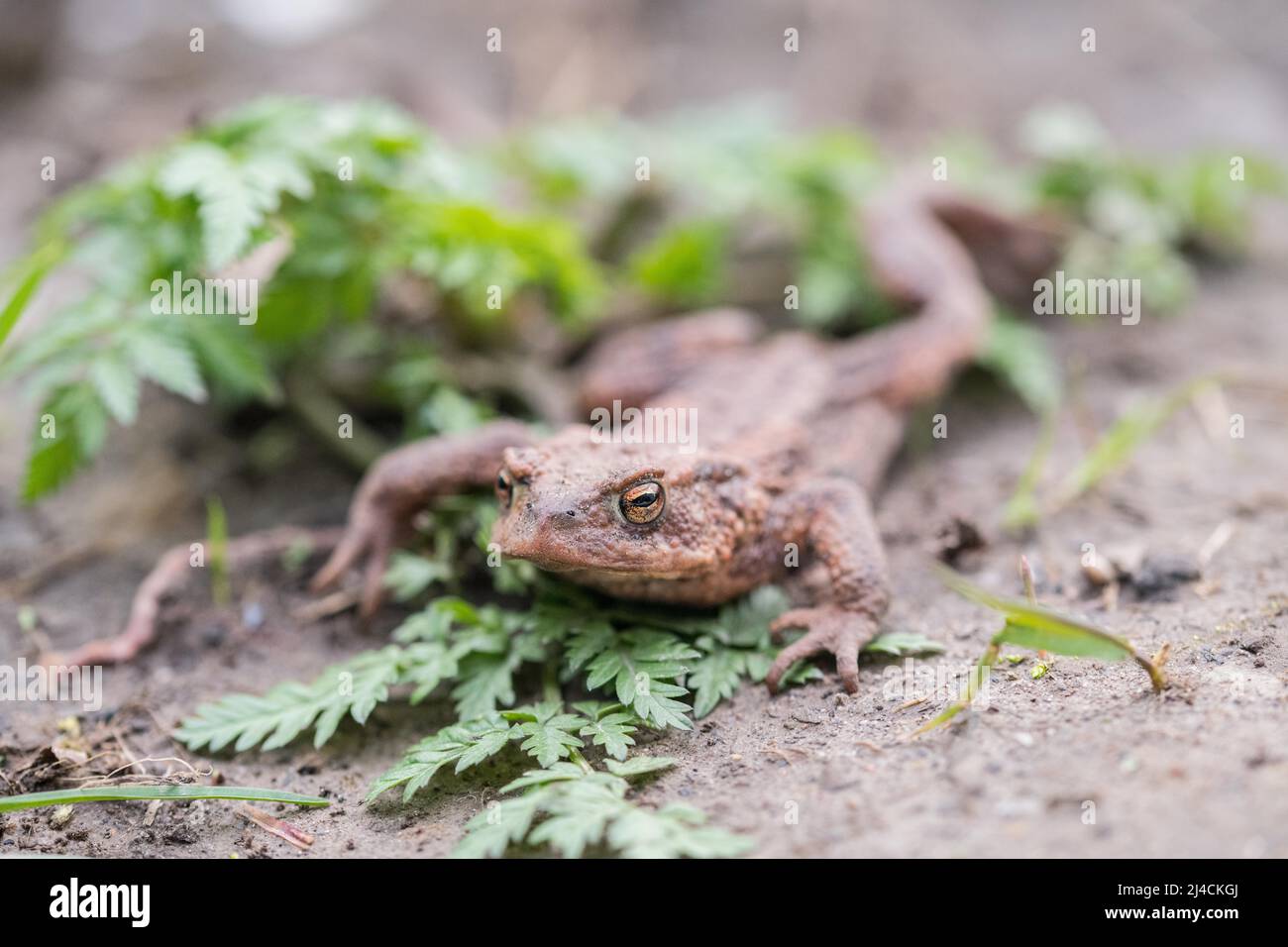 Common toad (Bufo bufo), walking on sandy soil, North Rhine-Westphalia ...