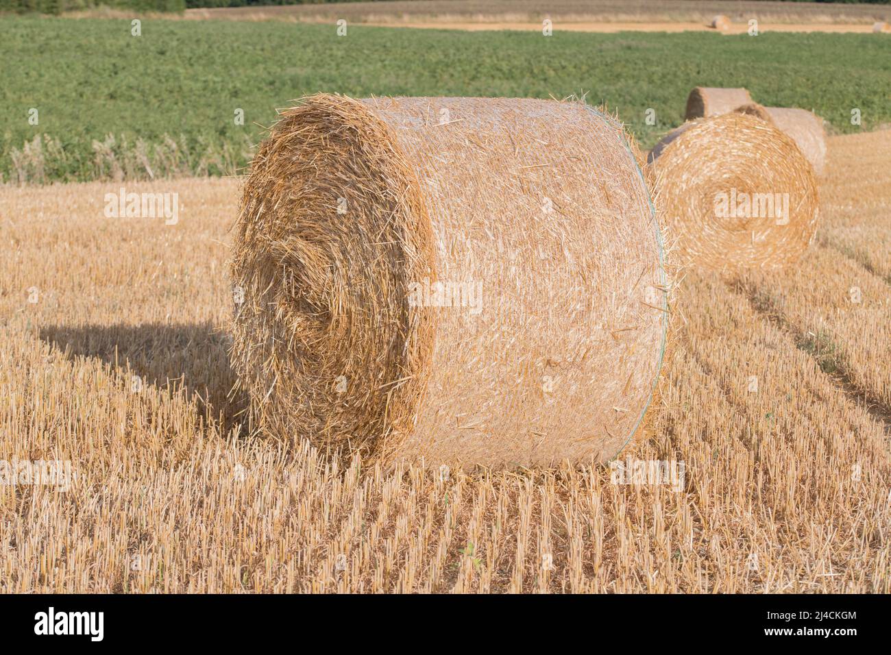 Straw bales, ready tied straw bales lying ready for removal on freshly ...