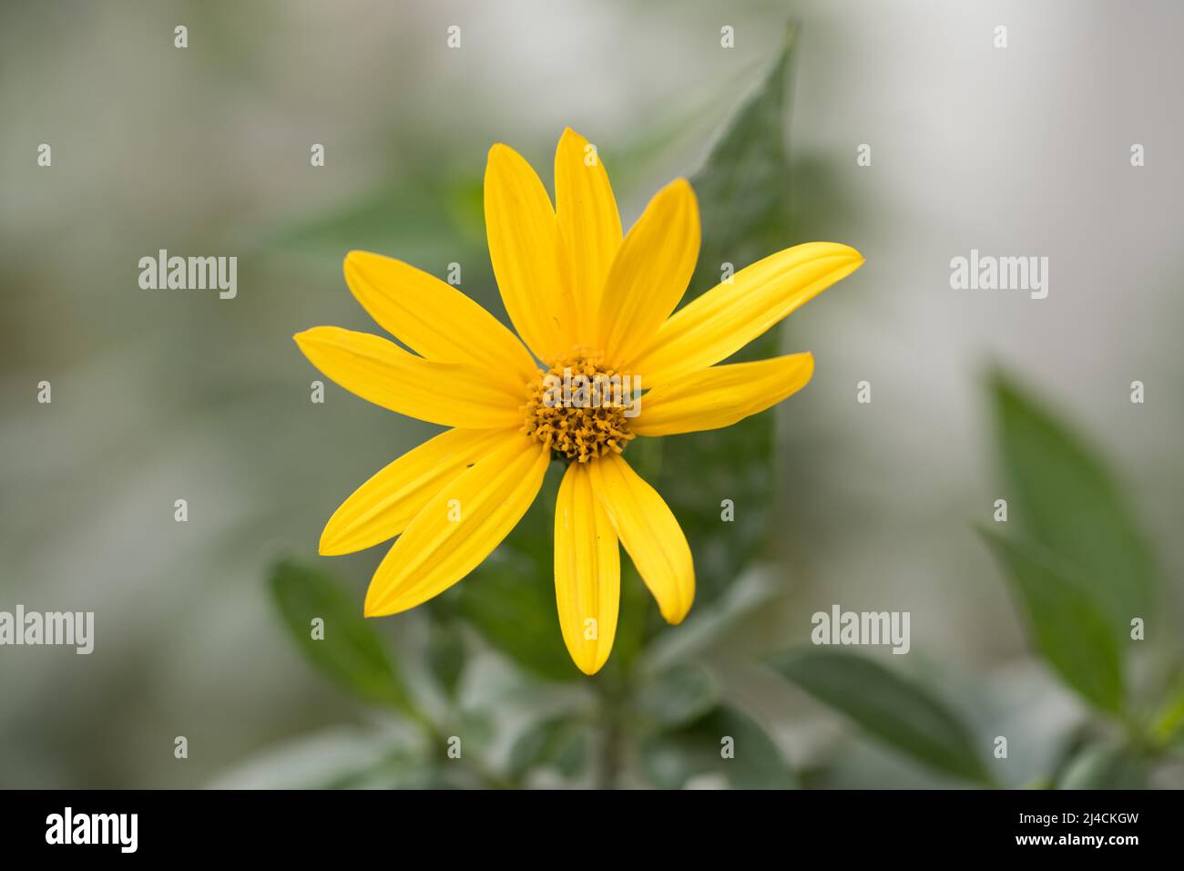 Jerusalem artichoke (Helianthus tuberosus), flower from above, food ...