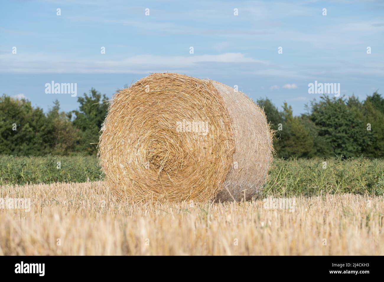 Straw bale, ready tied straw bale lies ready for removal on freshly ...