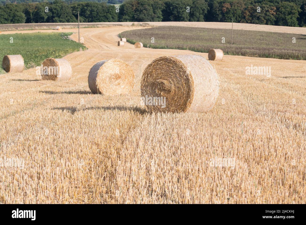 Straw bales, ready tied straw bales lying ready for removal on freshly ...