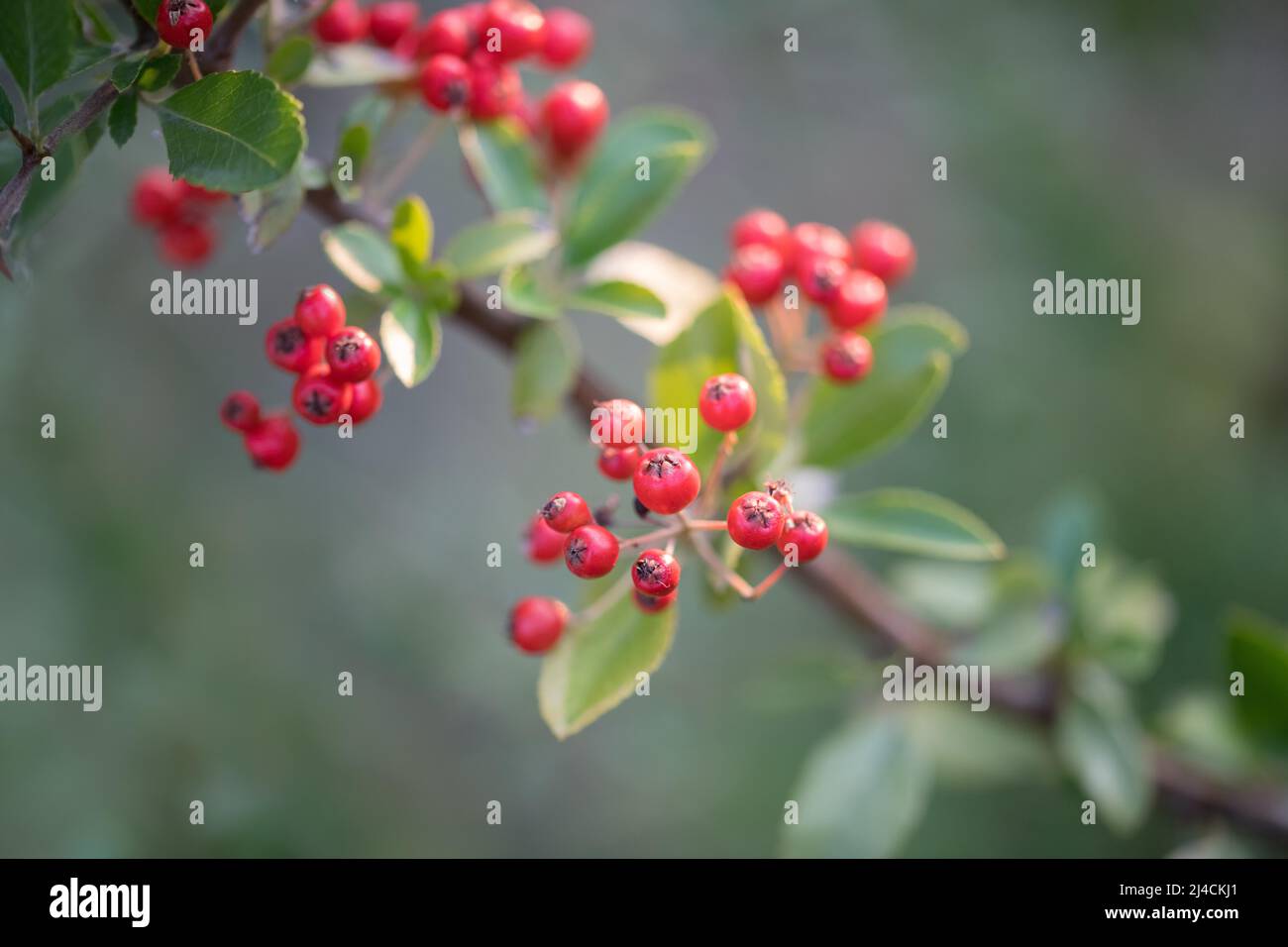 Scarlet firethorn (Pyracantha coccinea), shrub for the natural garden ...