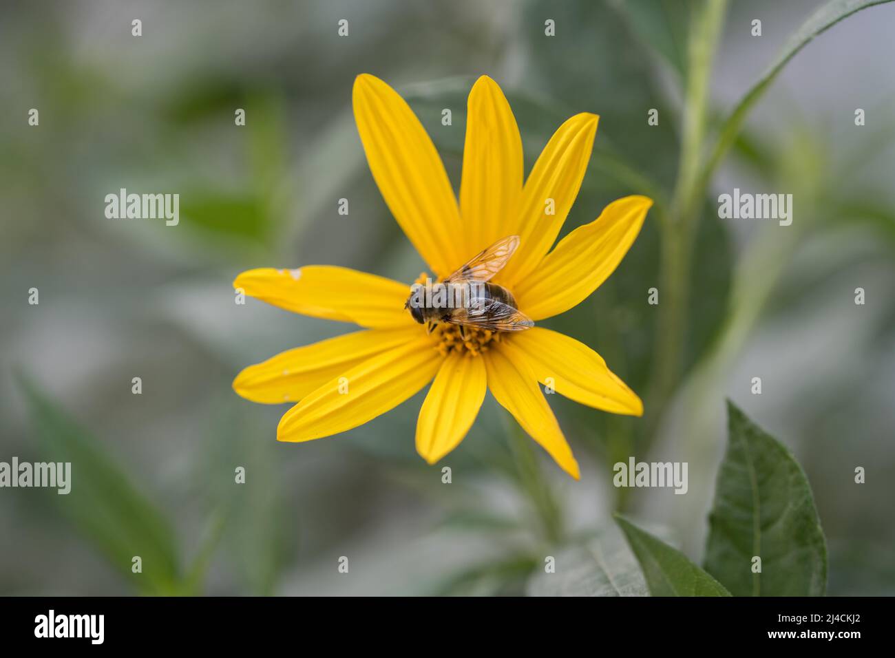 Jerusalem artichoke (Helianthus tuberosus), hoverfly sitting on flower ...
