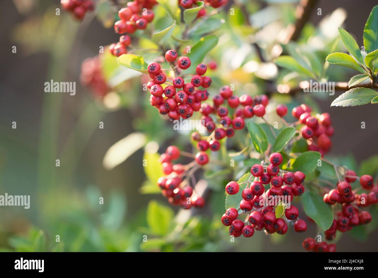 Scarlet firethorn (Pyracantha coccinea), shrub for the natural garden ...