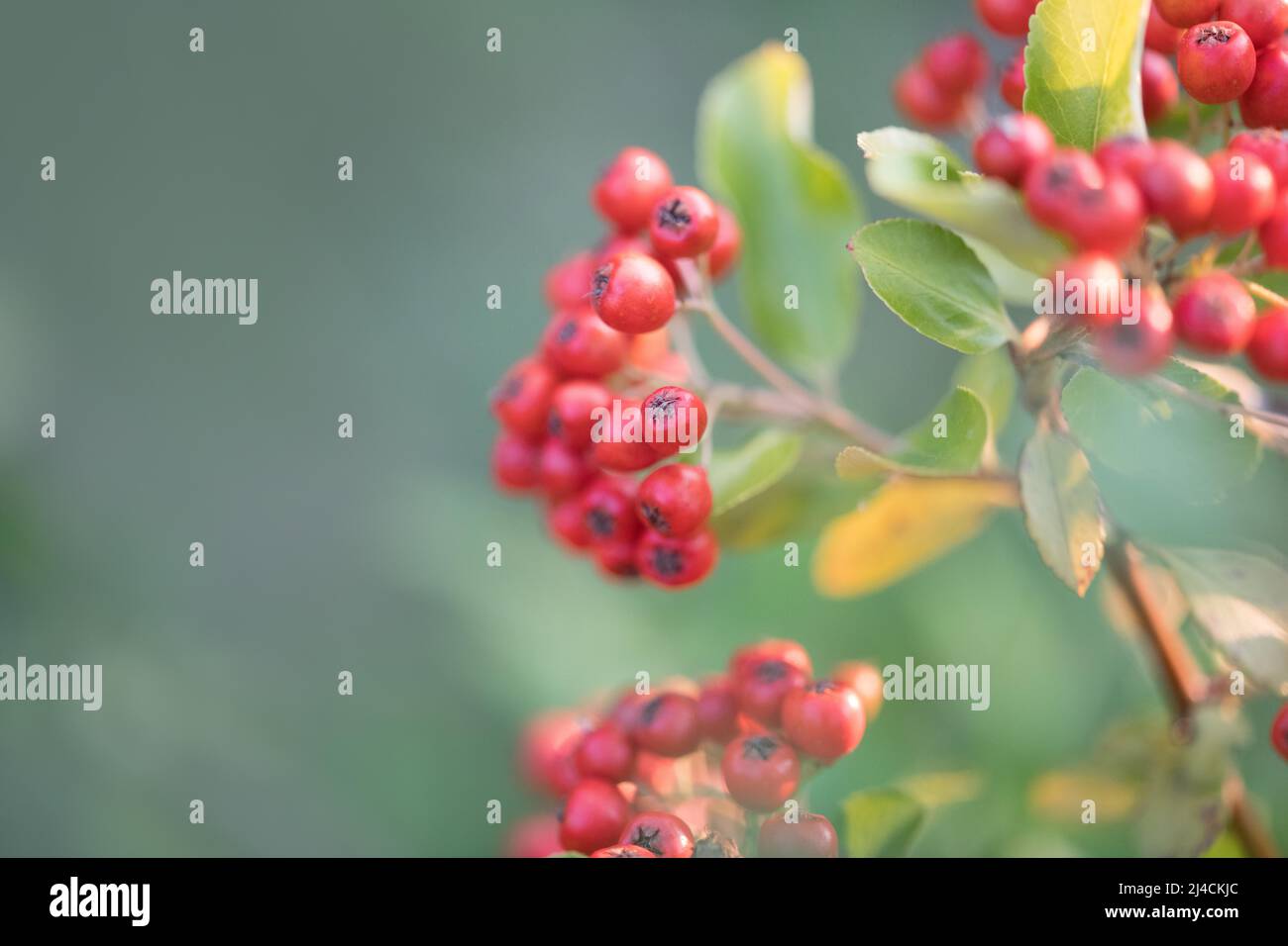 Scarlet firethorn (Pyracantha coccinea), shrub for the natural garden ...