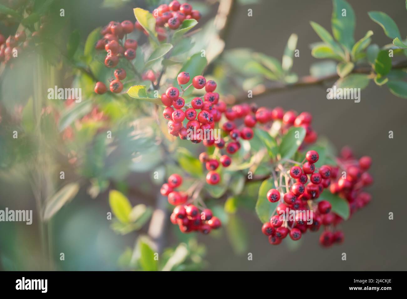 Scarlet firethorn (Pyracantha coccinea), shrub for the natural garden ...