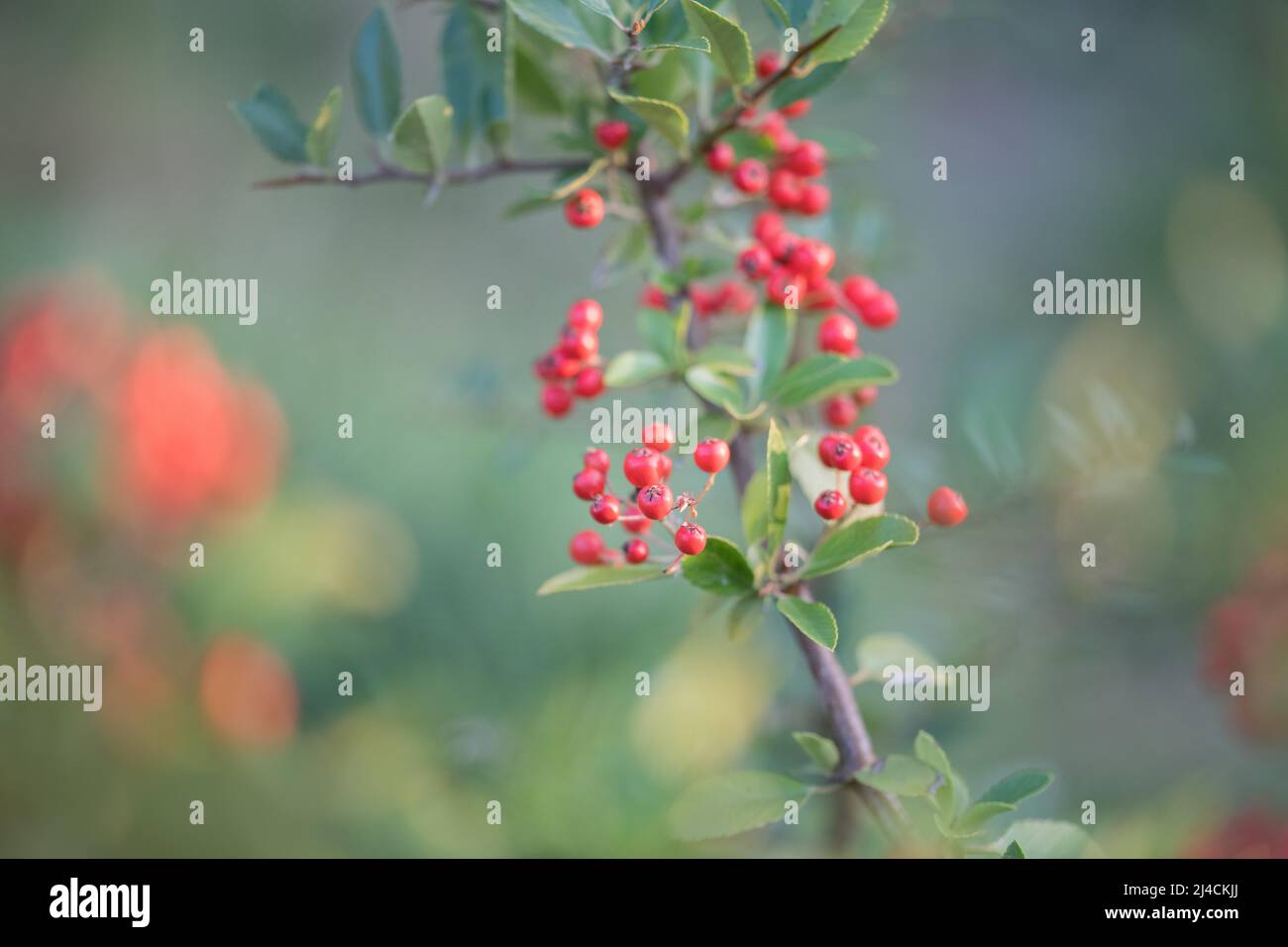 Scarlet firethorn (Pyracantha coccinea), shrub for the natural garden ...