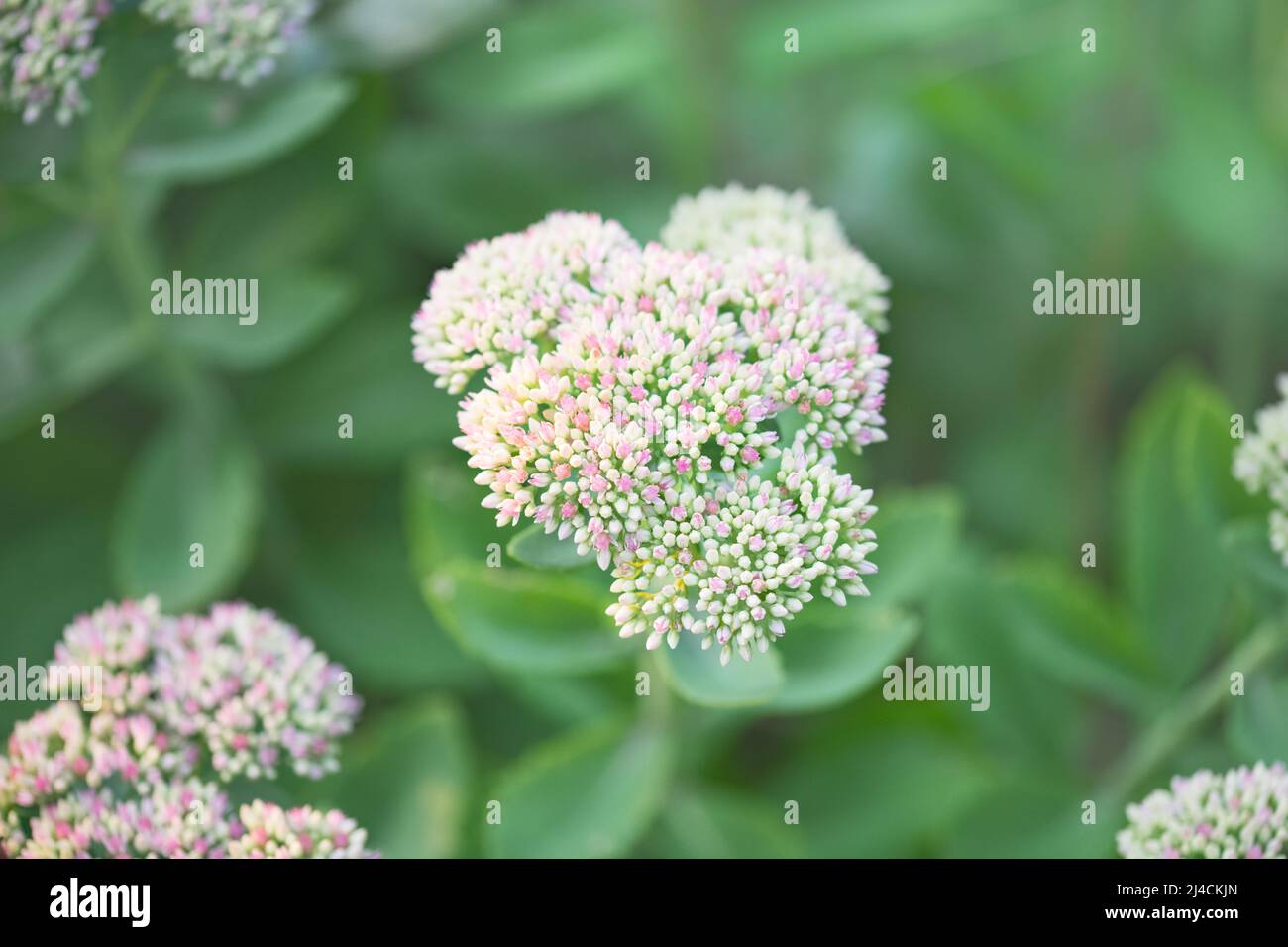 Showy stonecrop (Hylotelephium spectabile), flower of the insect ...