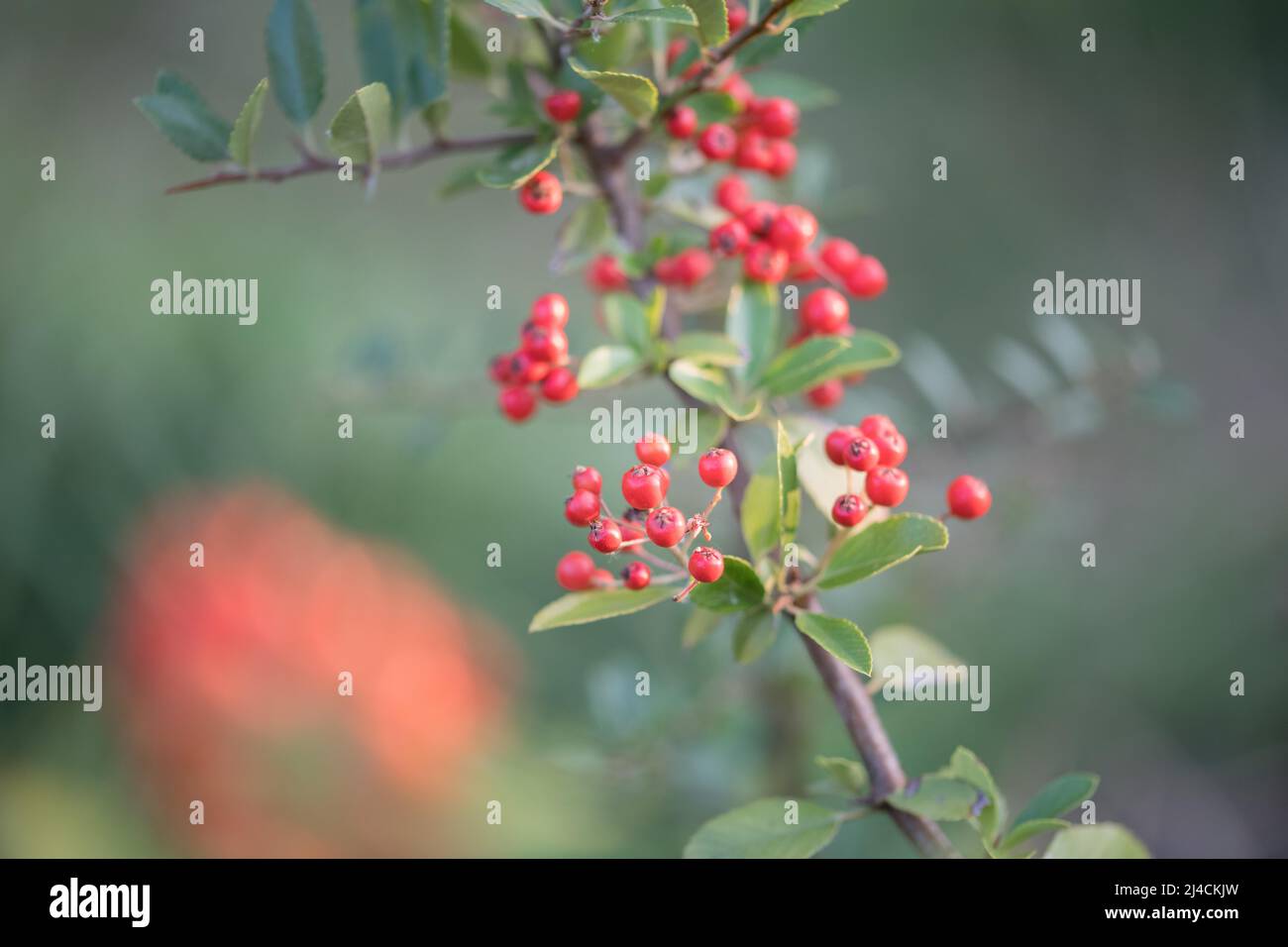 Scarlet firethorn (Pyracantha coccinea), shrub for the natural garden ...