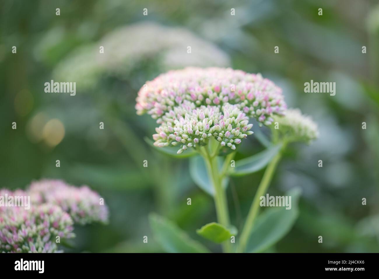 Showy stonecrop (Hylotelephium spectabile), flower of the insect ...
