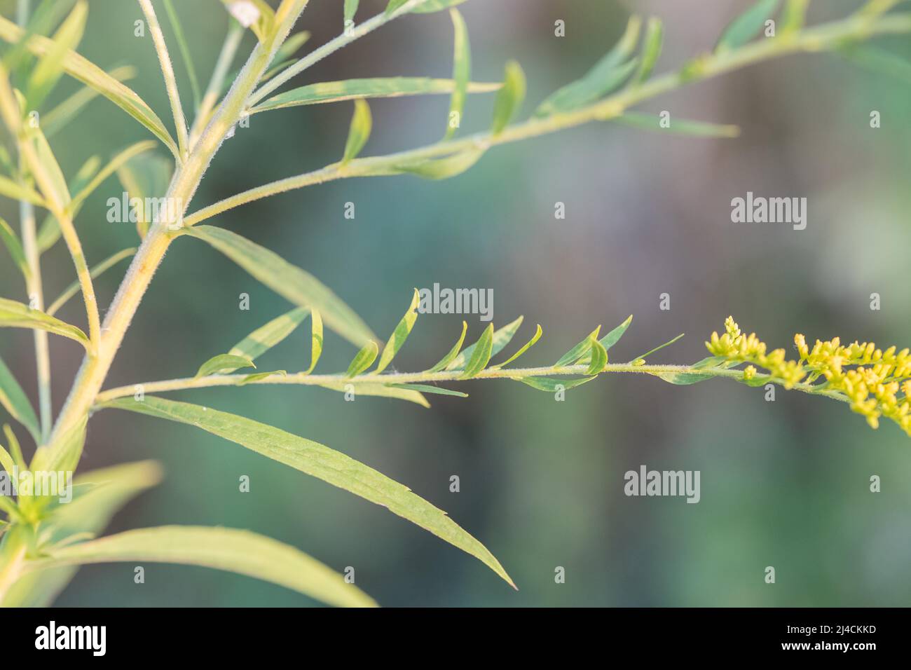 Canada goldenrod (Solidago canadensis), deteilaufnahme stem, relevant ...