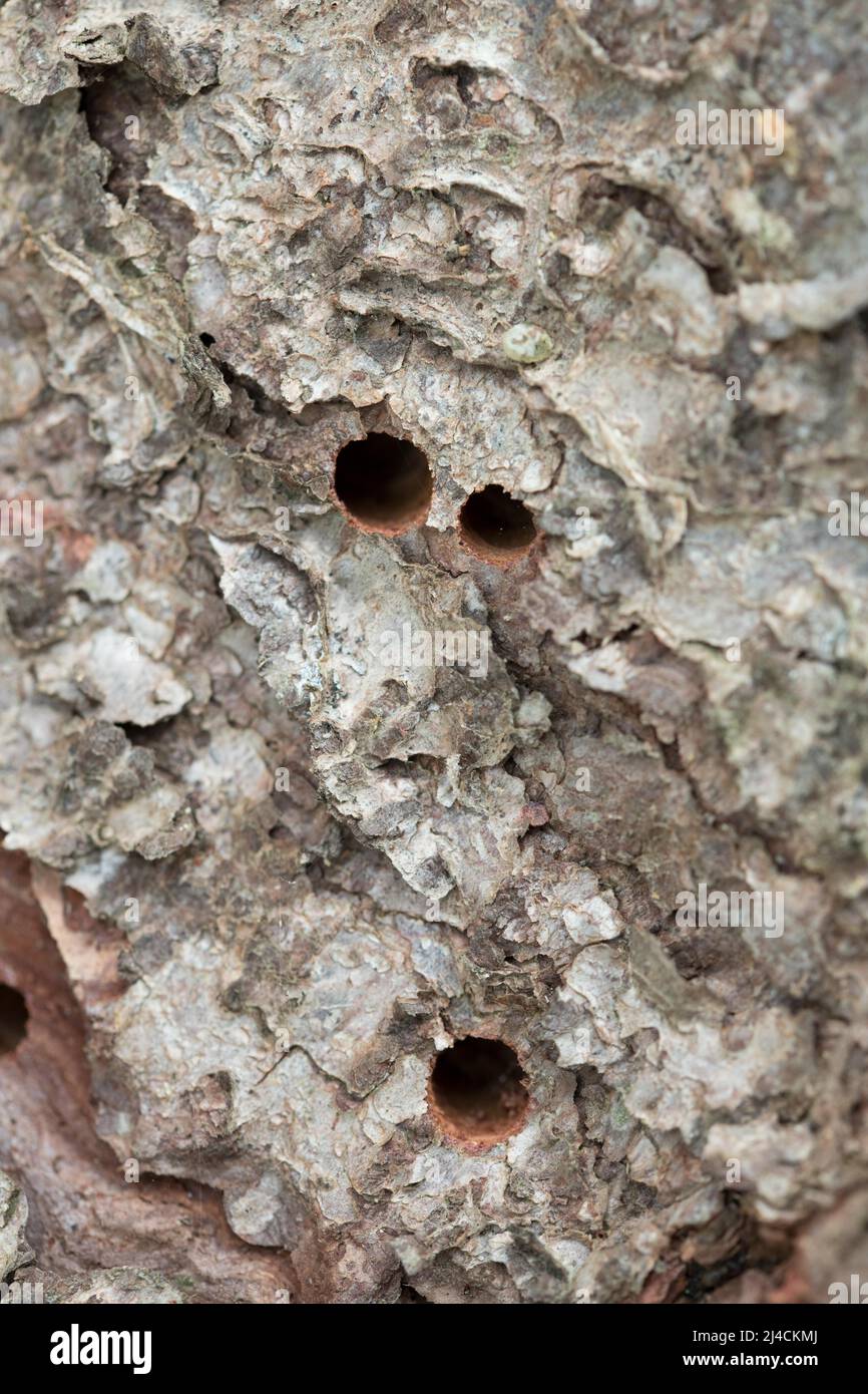 Giant woodwasp (Urocerus gigas), natural insect hotel in the nature ...