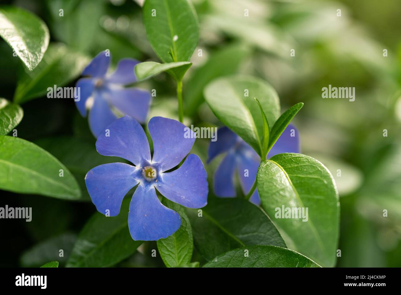 The common periwinkle - Vinca, a purple decorative flower in close-up ...