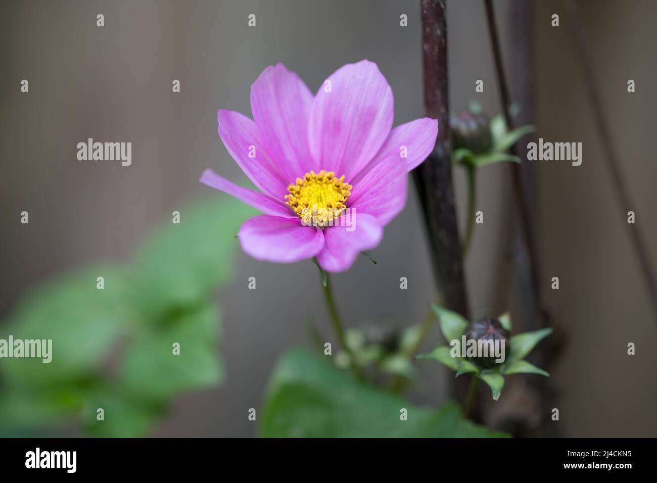 Mexican aster (Cosmos bipinnatus), flower and bud next to each other in ...