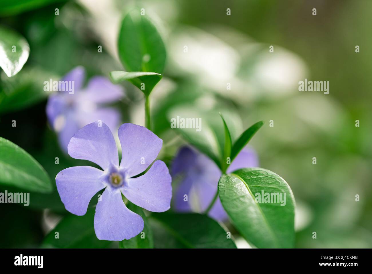The common periwinkle - Vinca, a purple decorative flower in close-up ...