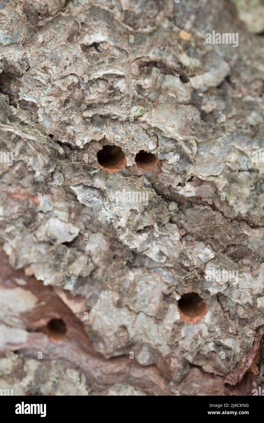 Giant woodwasp (Urocerus gigas), natural insect hotel in the nature ...