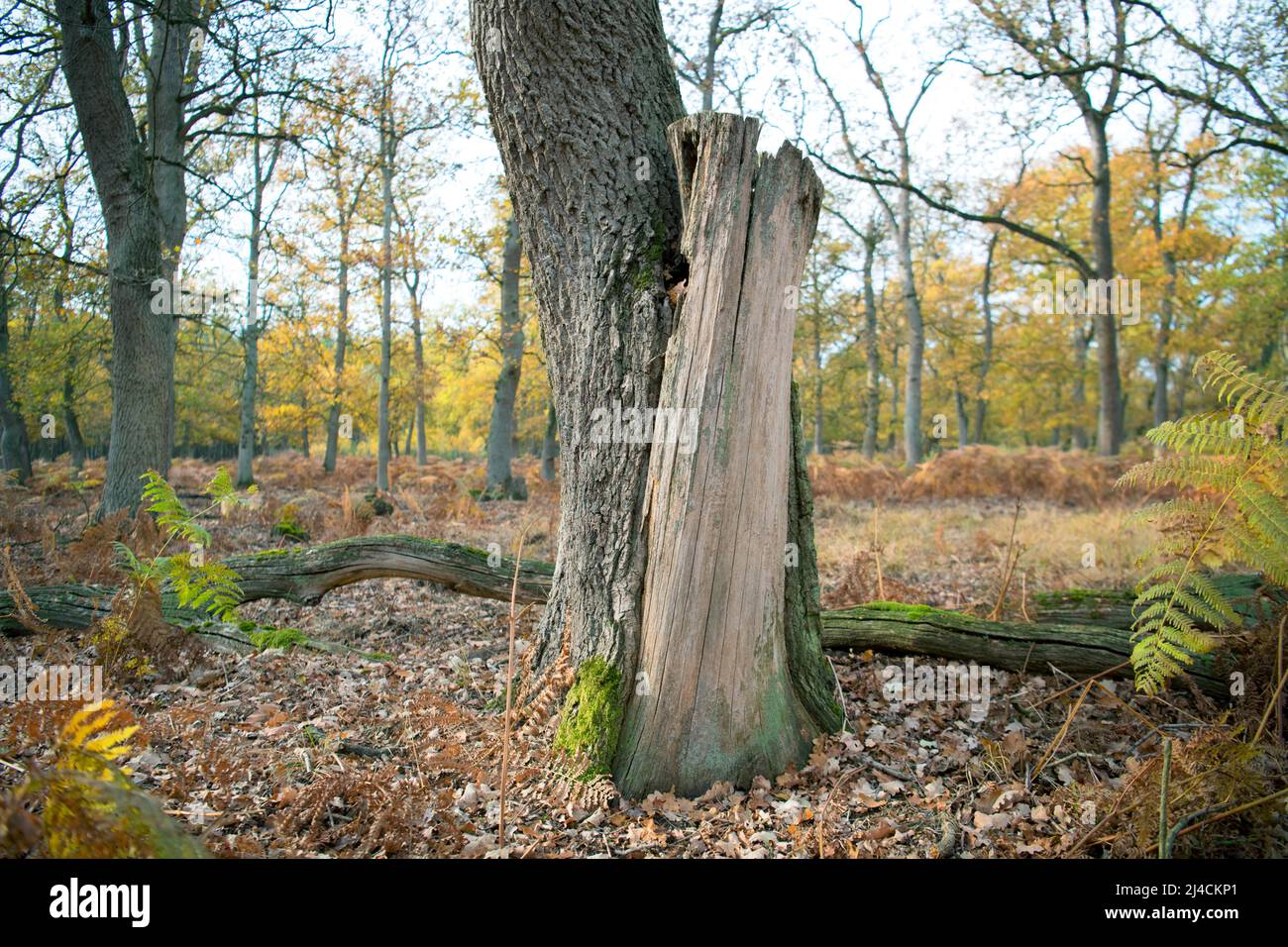 Deadwood structure hi-res stock photography and images - Alamy