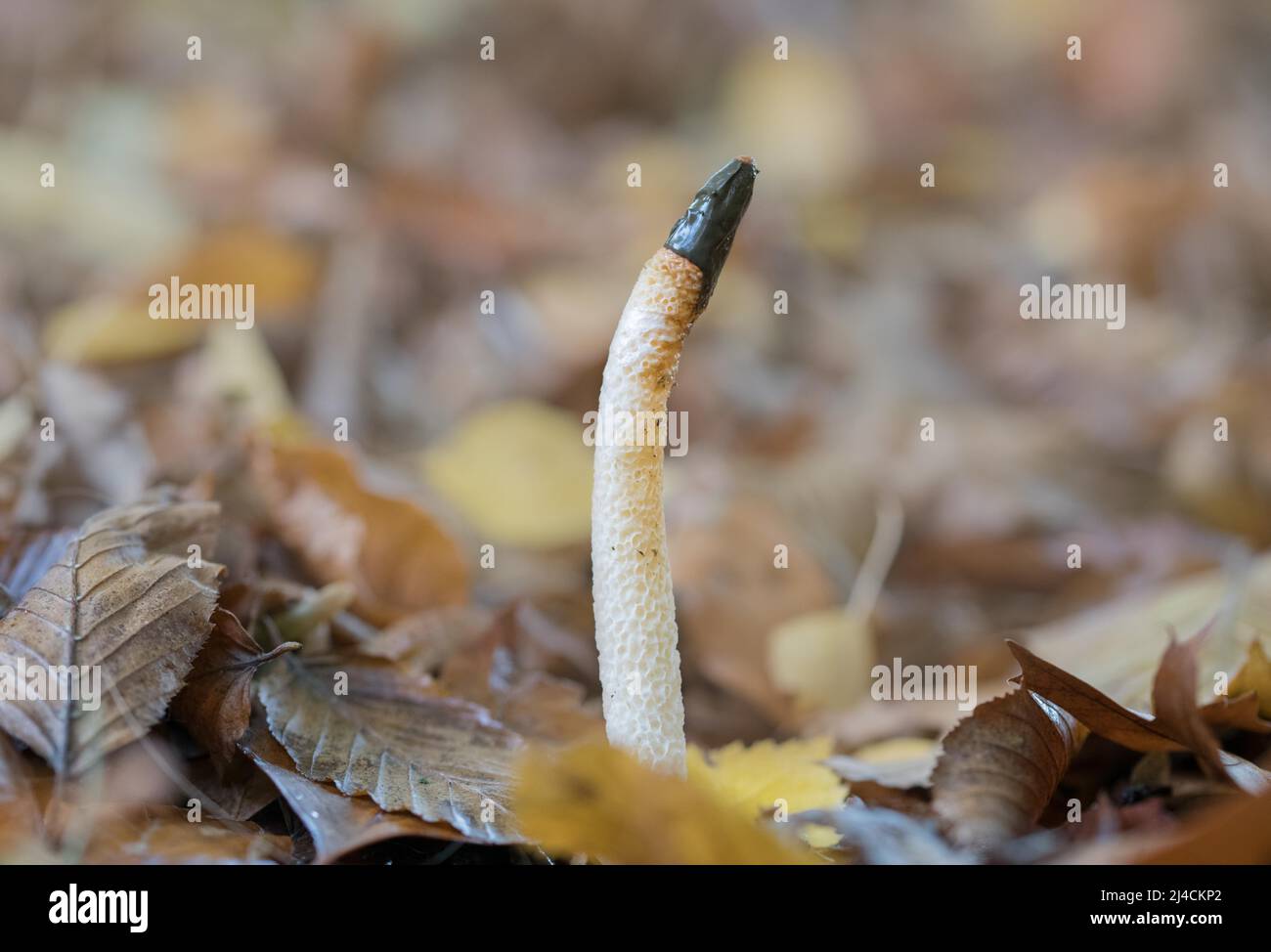 Dog stinkhorn (Mutinus caninus), mushroom growing between leaves on ...