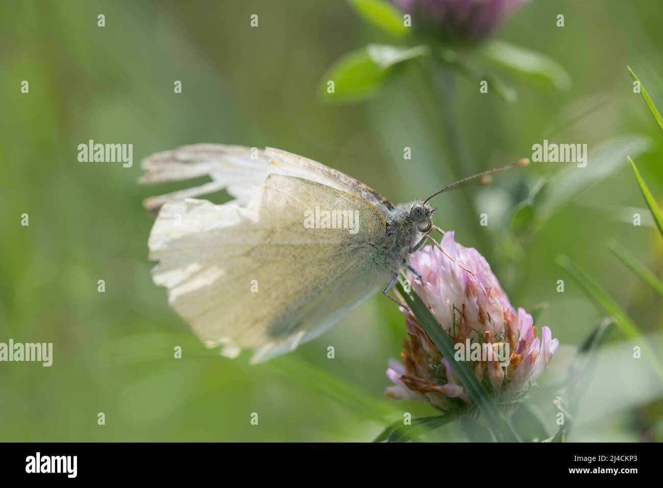 Small white (Pieris rapae), butterfly with badly damaged wings sits on ...