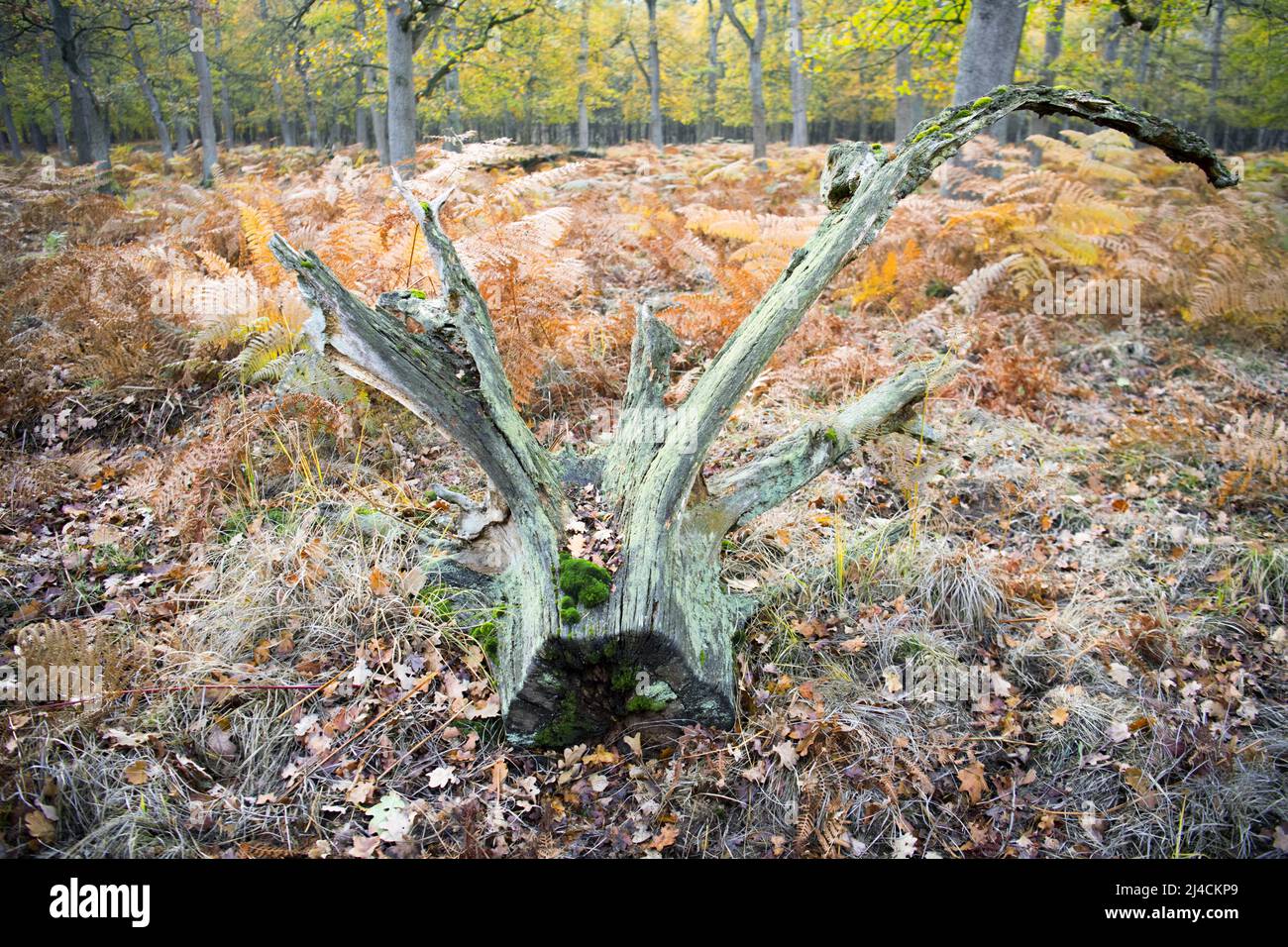 Deadwood structure in Diesfordter Wald, important nesting and feeding ...
