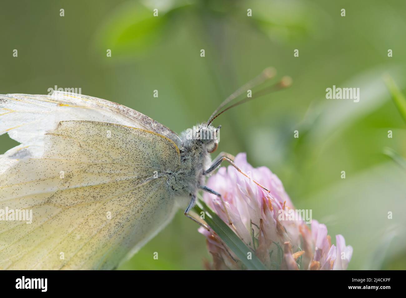 Small white (Pieris rapae), butterfly with badly damaged wings sits on ...
