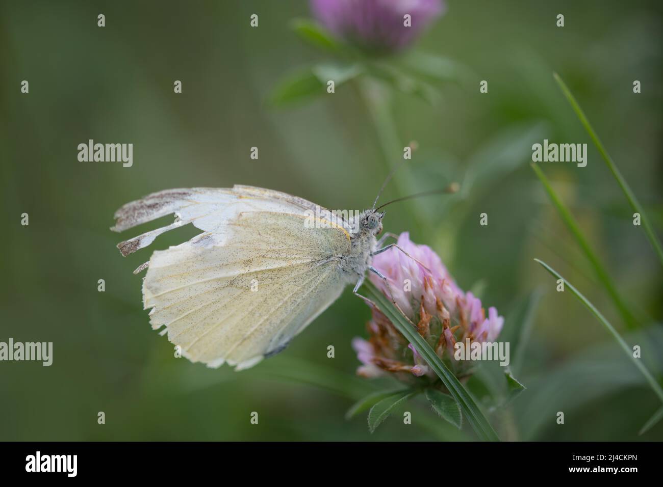 Butterfly with wing damage hi-res stock photography and images - Alamy